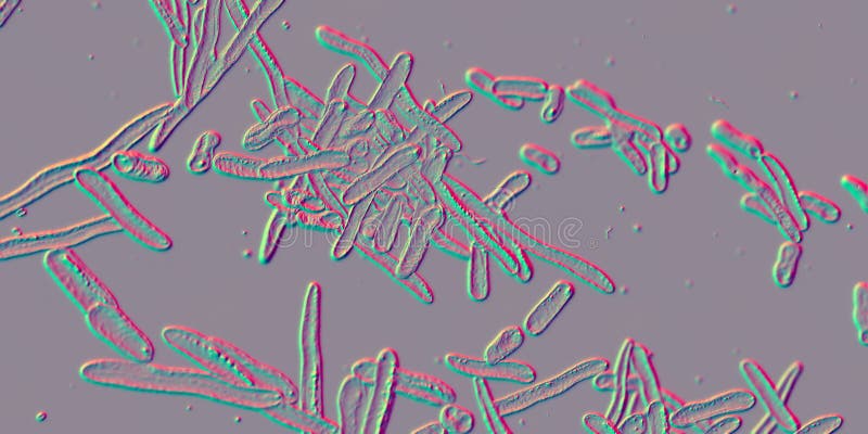 Erysipelothrix Bacteria, 3D Illustration Stock Illustration ...