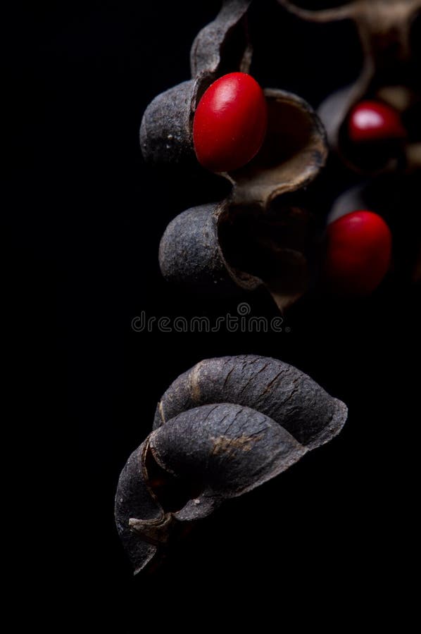 African Pop Seeds Plants Stock Photos - Free & Royalty-Free Stock ...