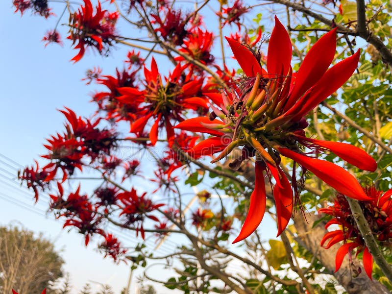Erythrina variegata stock photo. Image of variegata - 369047448