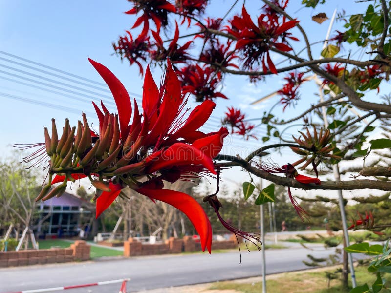 Erythrina variegata stock photo. Image of blossom, flora - 369047484