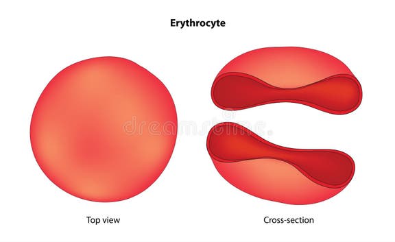 Shapes of Red Blood cell stock vector. Illustration of circulatory ...