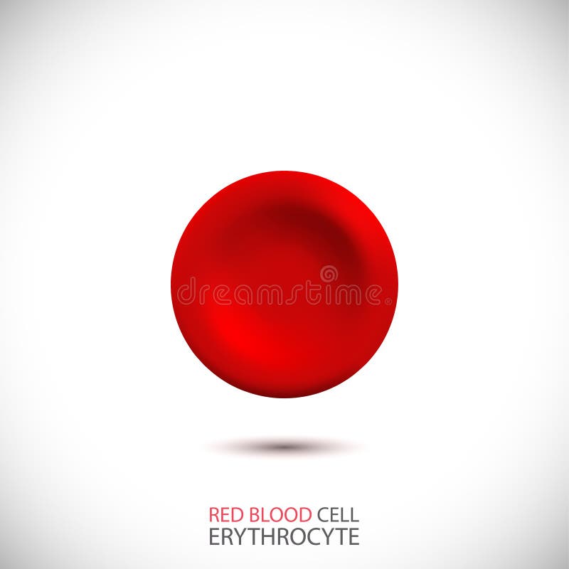 Erythrocyte. Red Blood Cell. Vector Illustration Stock Illustration ...
