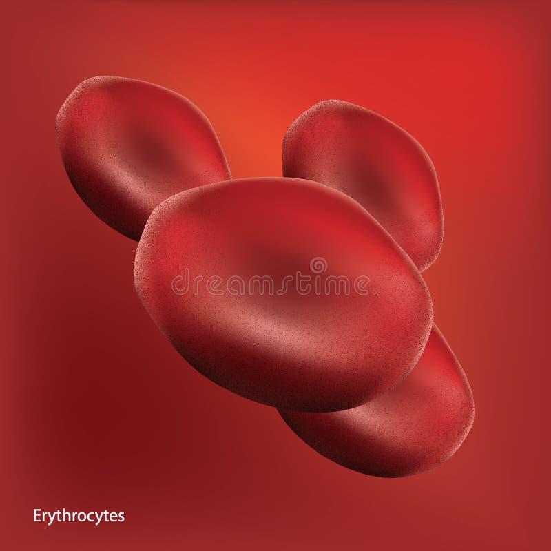 Erythrocytes. Vector Illustration Decorative Design Stock Vector ...