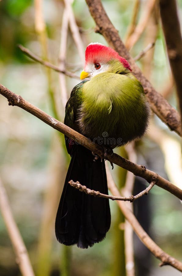 Erythrolophus Met Rode Kuif Van Turacotauraco Stock Afbeelding - Image ...