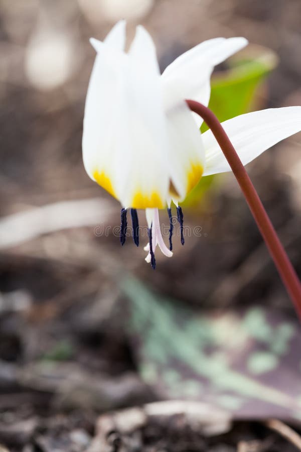 Erythronium Dens-canis Flower Stock Image - Image of dens, blossom ...