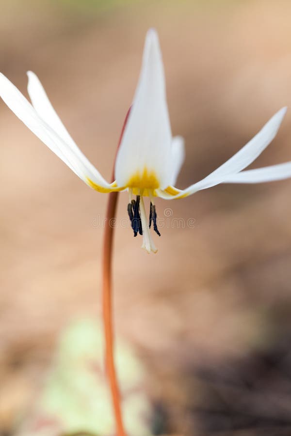 Erythronium Dens-canis Flower Stock Photo - Image of green, plant: 85328322