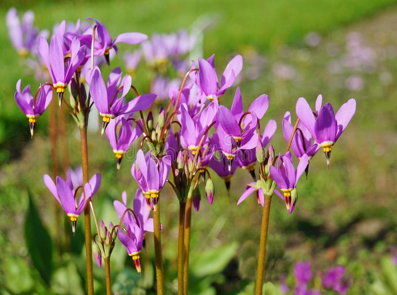 Erythronium Dens-canis Flower In The Forest Stock Photo - Image of ...