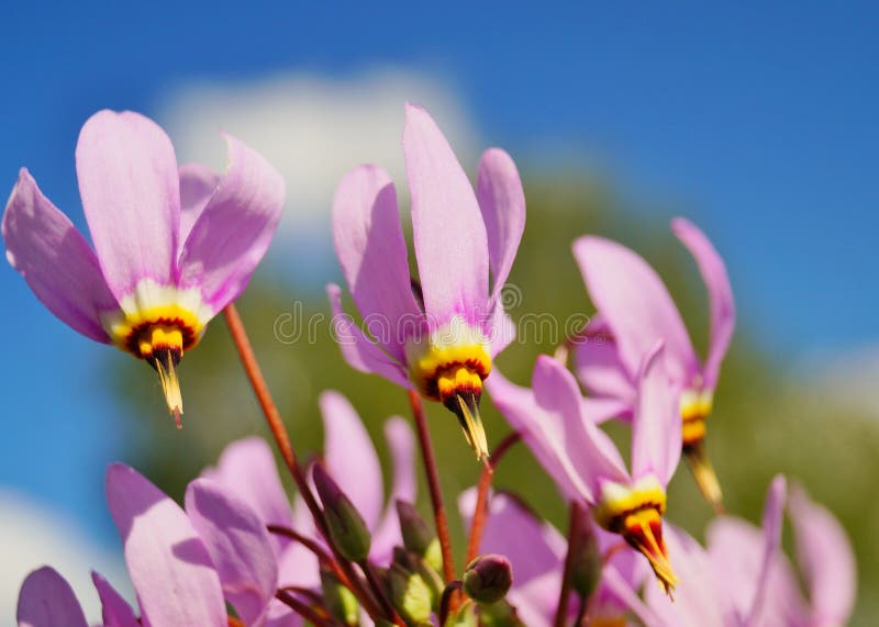 Erythronium dens-canis stock photo. Image of beautiful - 40870628