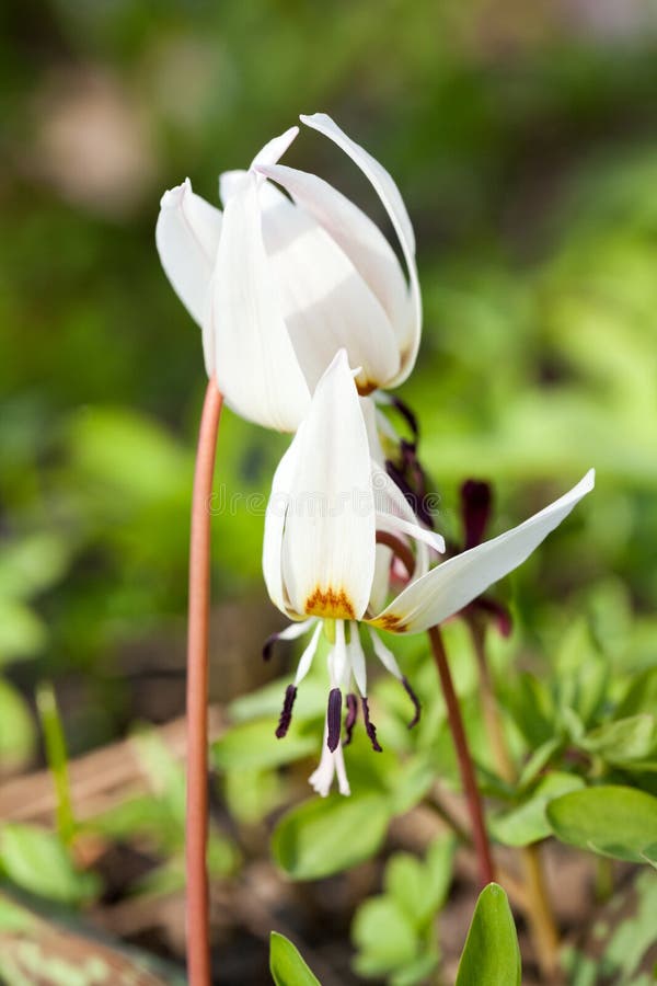 Erythronium Dens-canis Flower in the Forest Stock Photo - Image of ...
