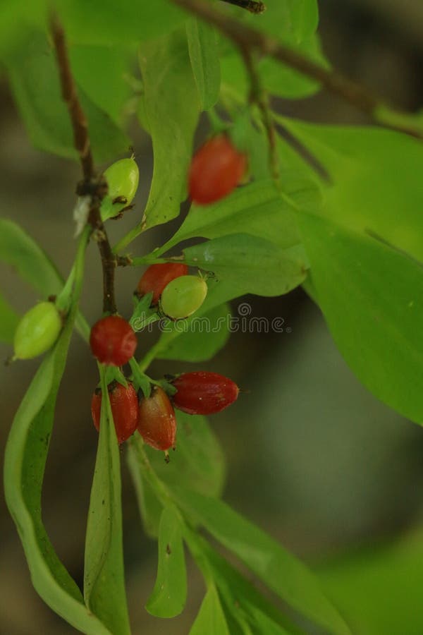 Coca Plant, Erythroxylum Coca Stock Photo - Image of drug, cultivation ...
