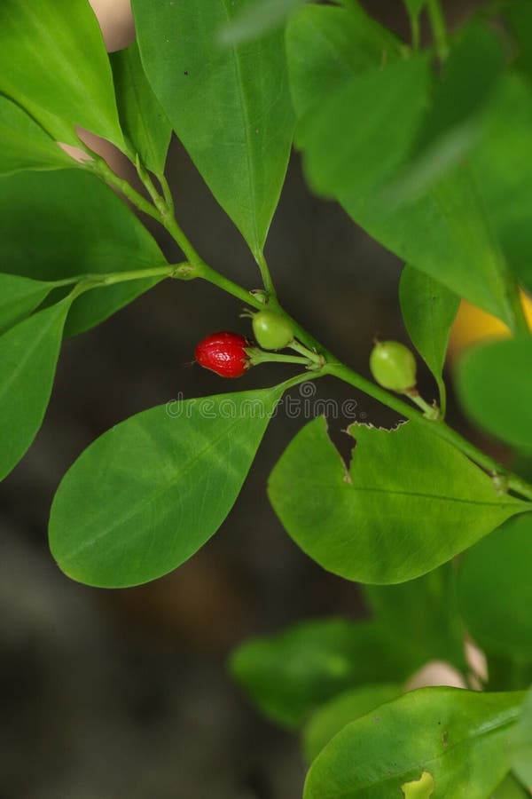 Erythroxylum Coca At Garden In Chiang Mai Stock Image - Image of ...