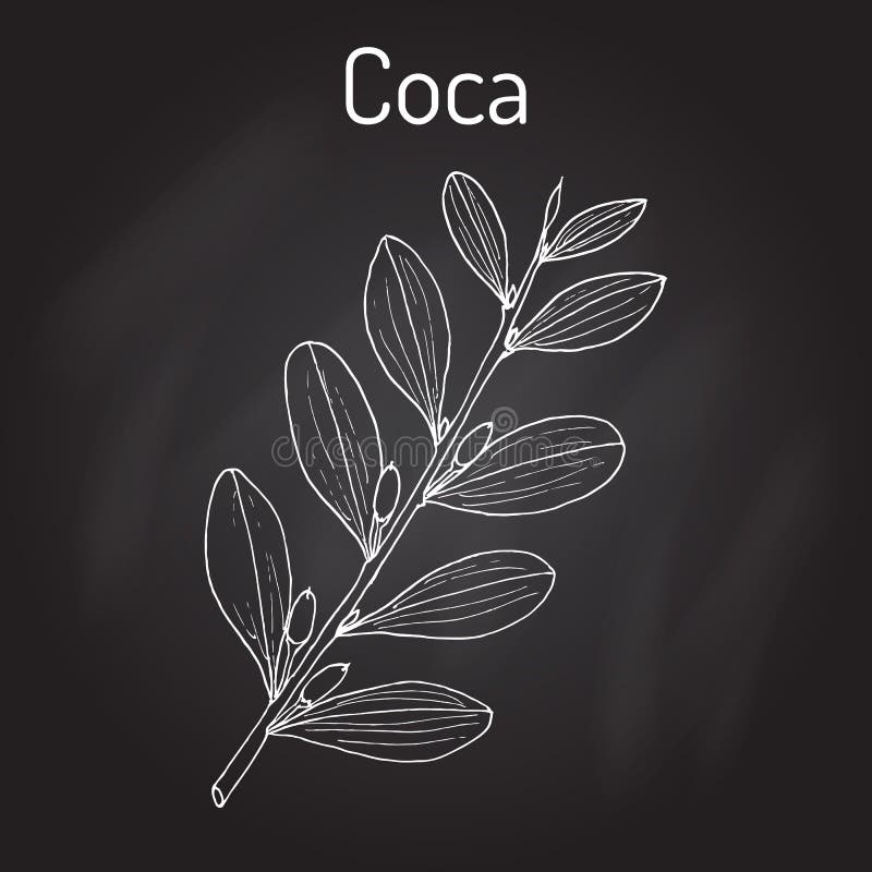 Coca Plant Stock Illustrations – 155 Coca Plant Stock Illustrations ...