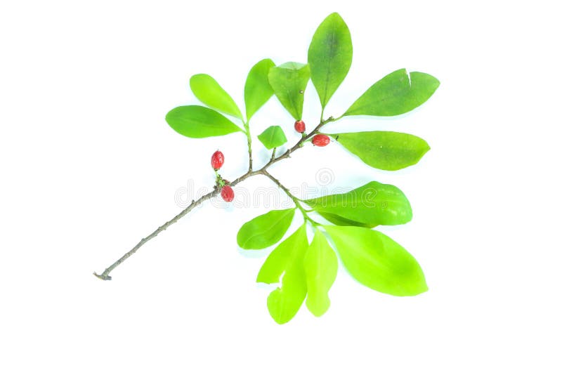 Erythroxylum Coca White Background in Studio Stock Photo - Image of ...