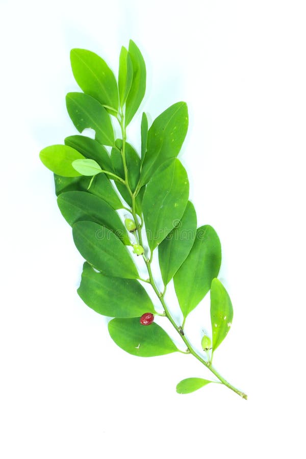 Erythroxylum Coca White Background in Studio Stock Image - Image of ...