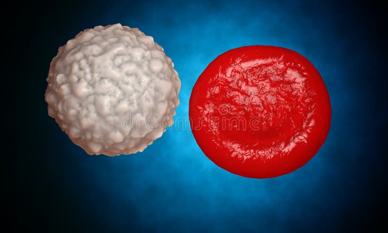 Erythrozyt, Rote Blutkörperchen, Anatomiekonzept Stock Abbildung ...