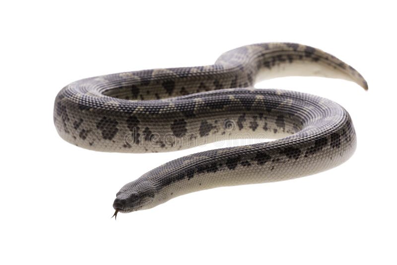 269 Eryx Elegans Stock Photos - Free & Royalty-Free Stock Photos from ...