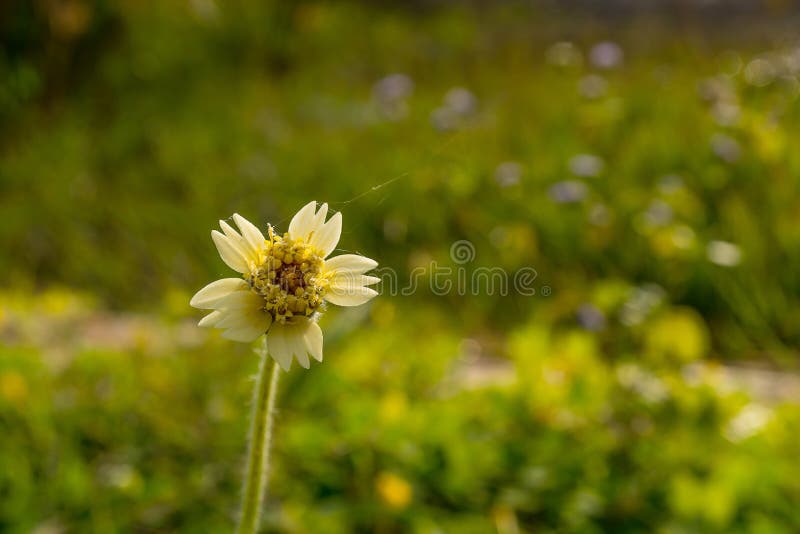 Macro De La Flor Del Carpelo Dentro Imagen de archivo - Imagen de ...