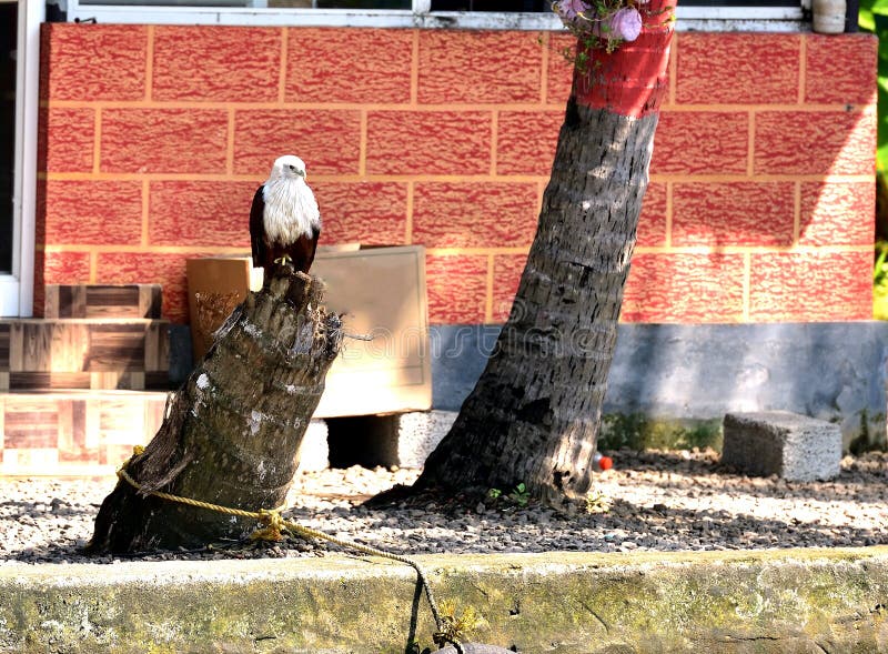 Esa Eagle of Kerala on a Tree Stump Stock Photo - Image of tree ...