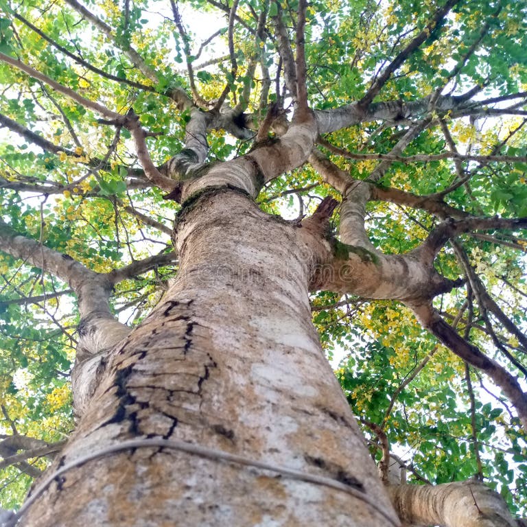 Esala tree in Sri Lanka stock image. Image of branch - 250282131