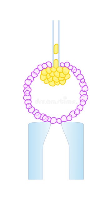 Cell Extraction Stock Illustrations – 198 Cell Extraction Stock ...
