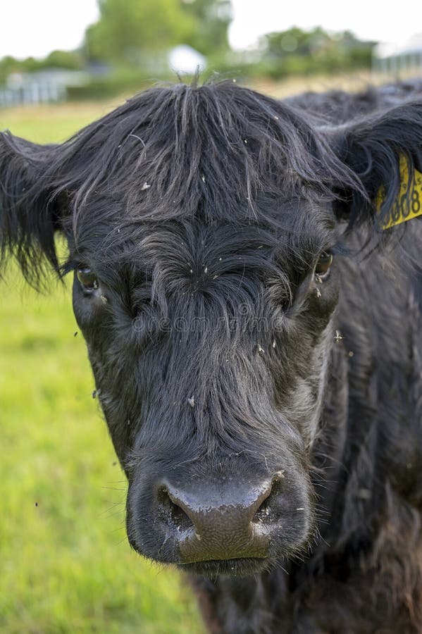 Escada De Uma Cabeça Negra De Vaca Galloway Imagem de Stock - Imagem de ...