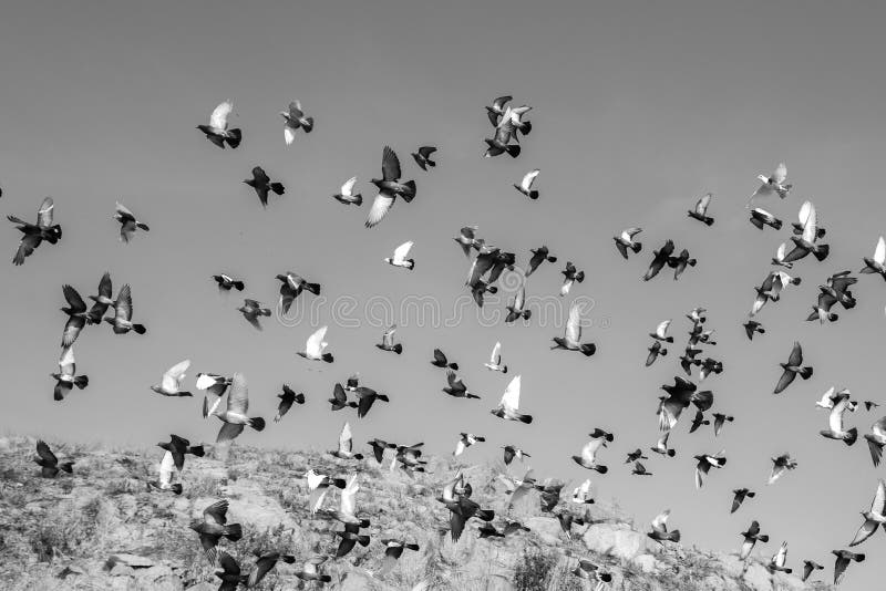 Escala De Grises De Muchas Aves Voladoras Imagen de archivo - Imagen de ...