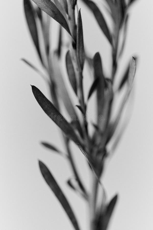 Escala Vertical Cinzenta De Folhas Longas De Uma Planta Imagem de Stock ... Escala Vertical Cinzenta De Folhas Longas De Uma Planta Imagem de Stock ...