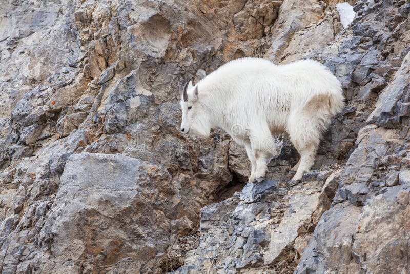 Cabras De Montanha Que Escalam No Mt Evans Imagem de Stock - Imagem de ...