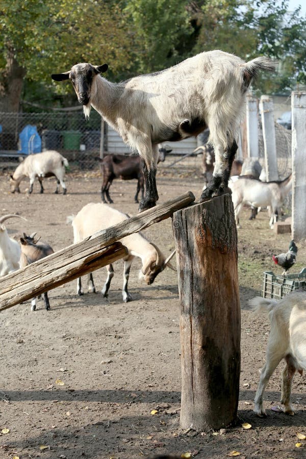 Cabras Que Escalam As Rochas Na Ilha De Amorgos Imagem de Stock ...
