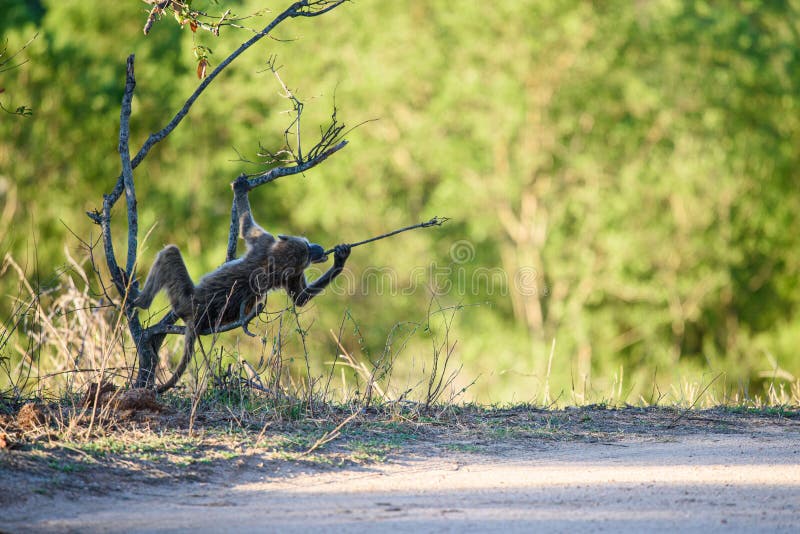 Escalade De Singes Grimpant Sur Un Petit Arbre Sec Photo stock - Image ...