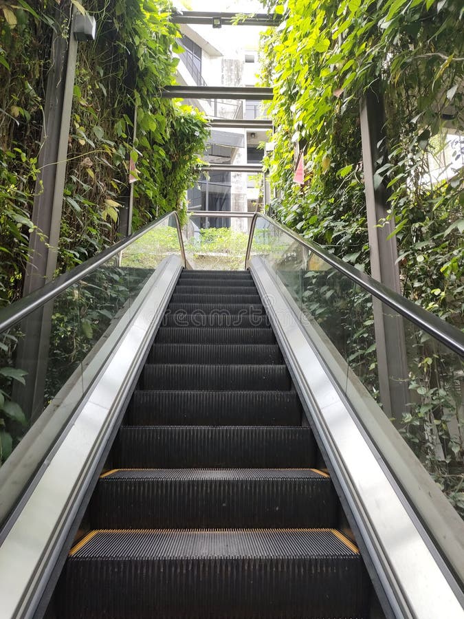 Escalator green leaves stock photo. Image of green, lane - 248013600