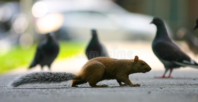 Escape stock photo. Image of animal, rodent, crouch, escape - 1419136