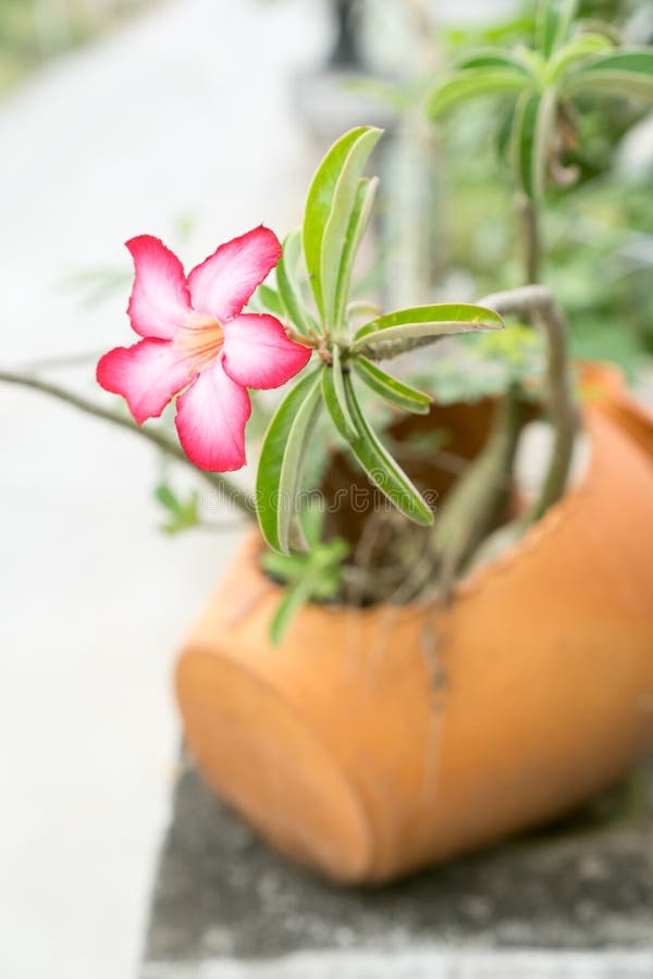 Escape blooming flower stock image. Image of house, blooming - 67313495