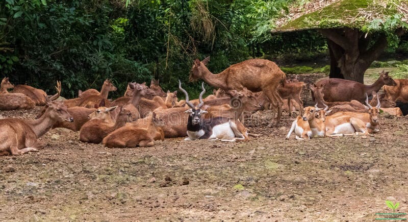 The Escape Goat stock image. Image of deer, bovine, tree - 261683997
