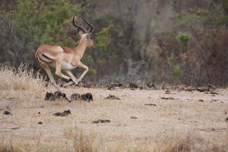 Impala Escapes Stock Photos - Free & Royalty-Free Stock Photos from ...