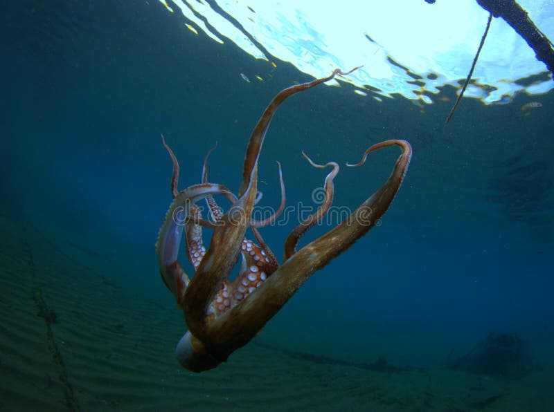 The escape stock photo. Image of close, depp, hunter - 80488004