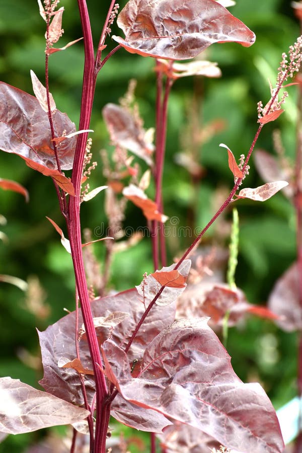 Escape of a Red Garden Edible Quinoa Stock Photo - Image of field ...