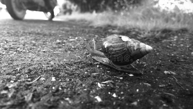 Escape stock image. Image of rain, road, snail, back - 57405117