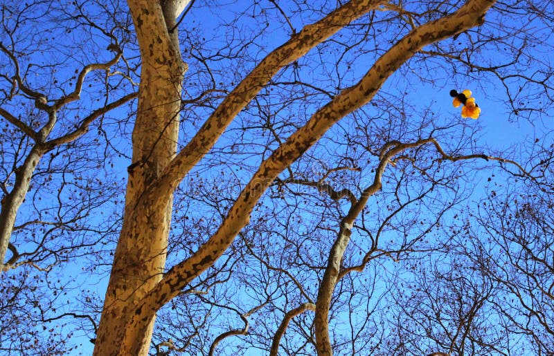 Escaped Balloons Stock Photos - Free & Royalty-Free Stock Photos from ...