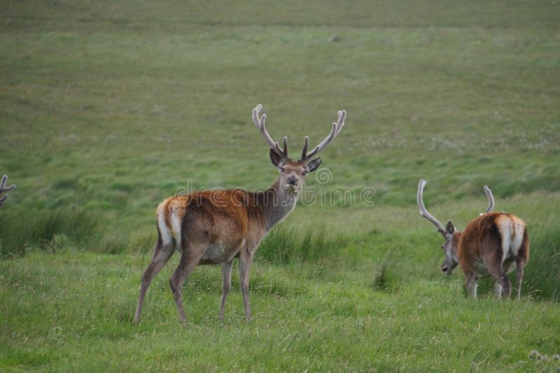 Escaping Deer in the Highlands of Scotland Stock Image - Image of ...