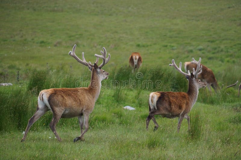 Escaping Deer in the Highlands of Scotland Stock Photo - Image of farm ...