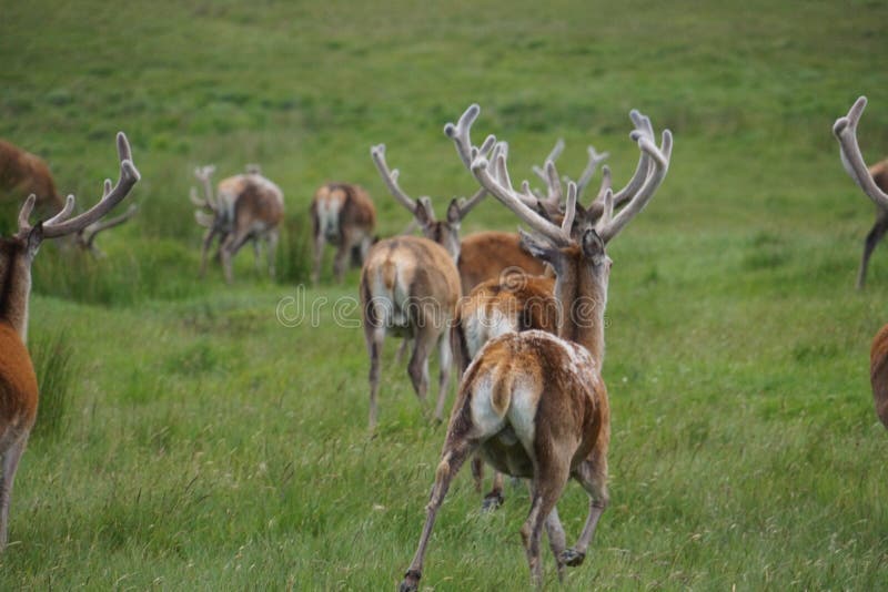 Escaping Deer in the Highlands of Scotland Stock Photo - Image of ...