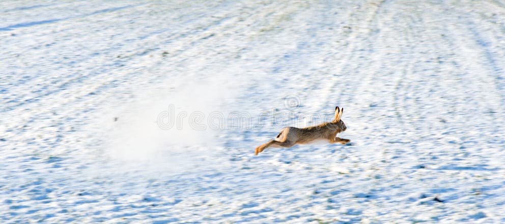 Escaping hare stock image. Image of shooting, speed, killing - 12306599