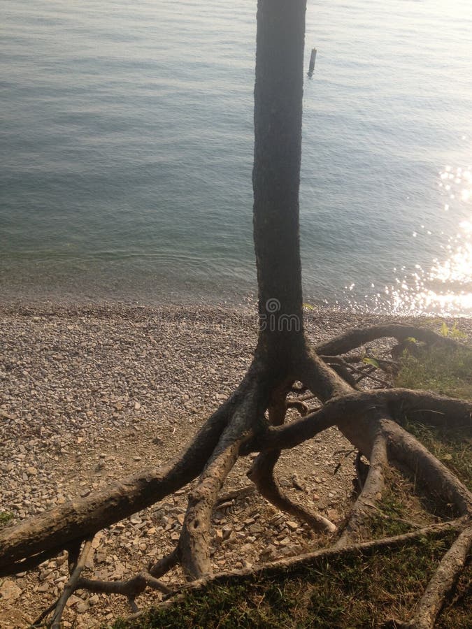 Escaping tree stock photo. Image of growing, lake, escaping - 52186918