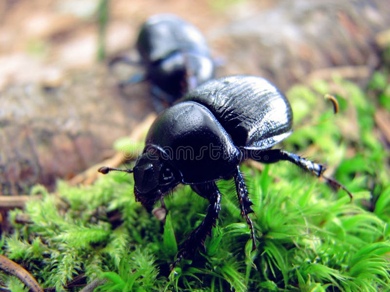 Escarabajo imagen de archivo. Imagen de exuberante, verde - 4300915