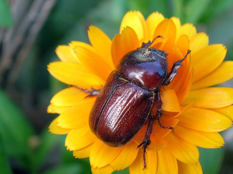 Escarabajo stock photo. Image of garden, nature, yellow - 7071680