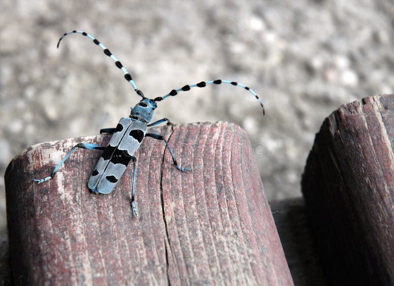 Escarabajo De Aserrador - Alpina De Rosalia Imagen de archivo - Imagen ...