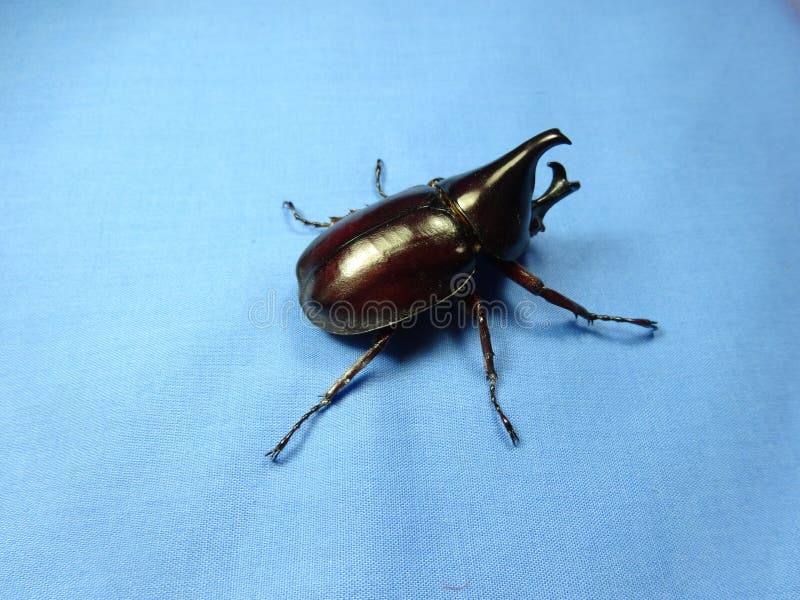 Escarabajo De Rinoceronte Del Coco Foto de archivo - Imagen de malasia ...