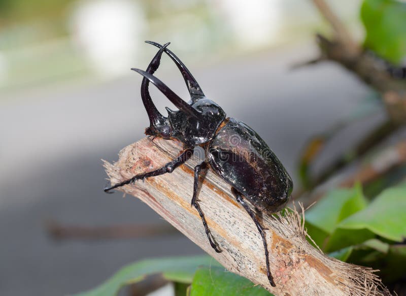 Escarabajo De Rinoceronte Gigante Imagen de archivo - Imagen de gigante ...