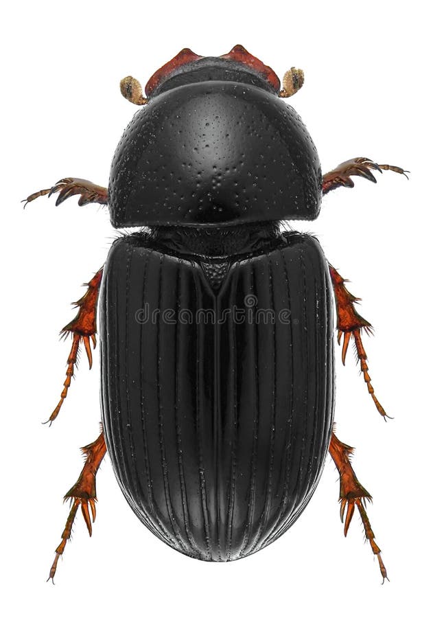 Escarabajo pelotero imagen de archivo. Imagen de insectos - 133848955